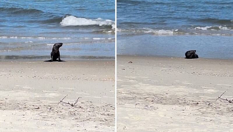 Foca aparece em praia do Rio | Portal O São Gonçalo