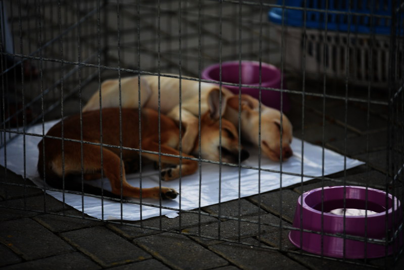 Maricá promove feira de adoção de cães e gatos | Portal O São Gonçalo Maricá promove feira de adoção de cães e gatos | Portal O São Gonçalo