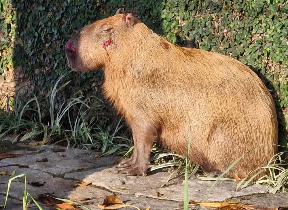 Polícia Civil prende grupo após ataque violento a capivara na Ilha do ...